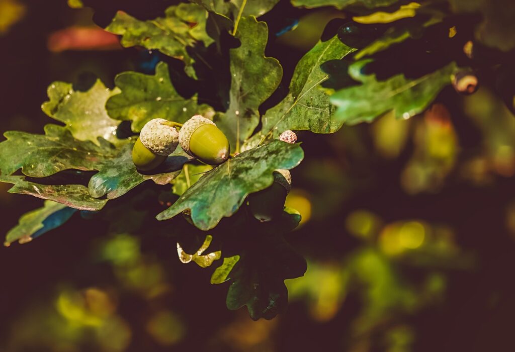 How Fast Do Bur Oak Trees Grow & Affects Growth Rate