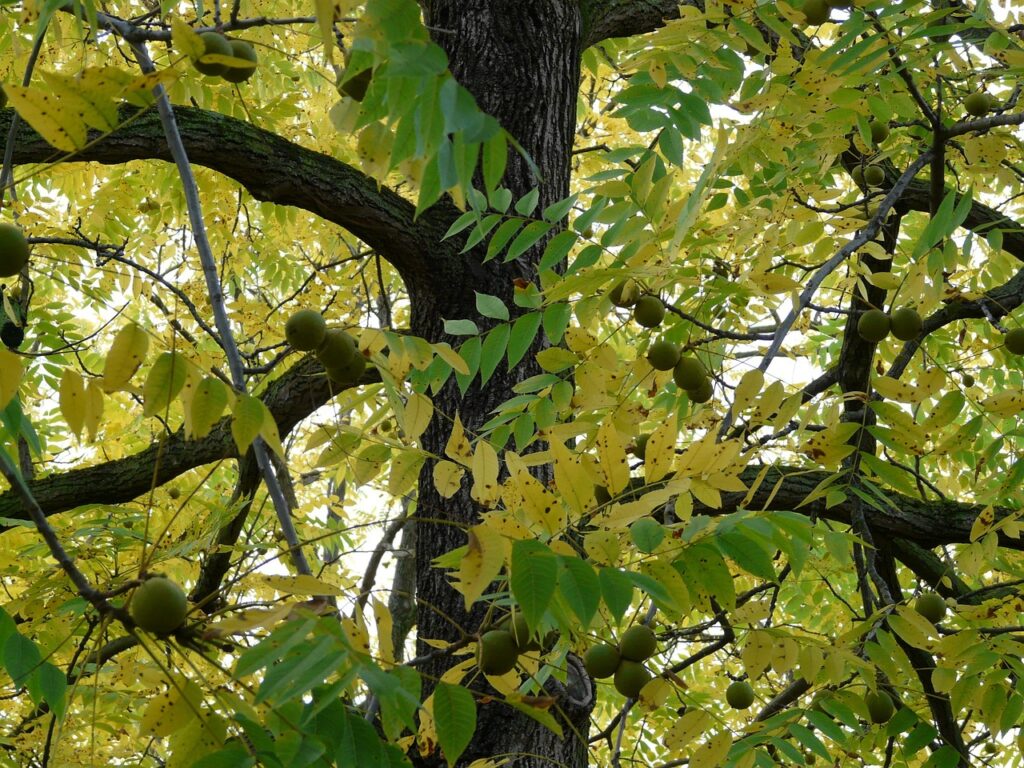 how much is a 50 ft black walnut tree worth