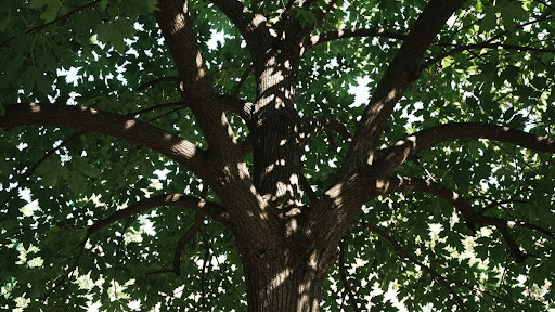 Elm Tree Identification: What Does an Elm Tree Look Like?